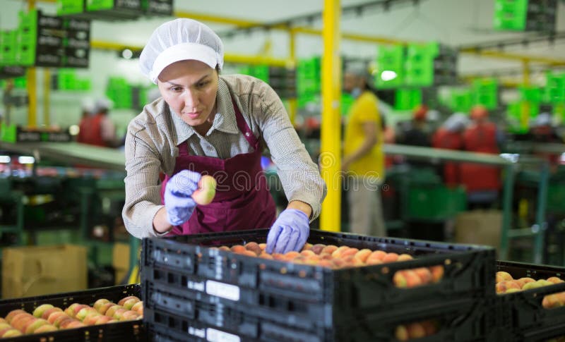 Woman packing peaches stock image. Image of hangar, agriculural - 303648931