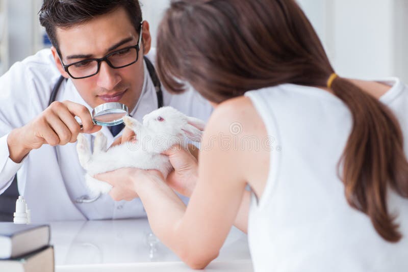 The Woman with Pet Rabbit Visiting Vet Doctor Stock Image - Image of ...