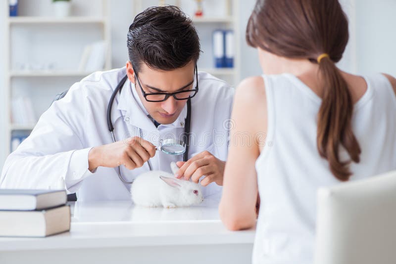 The Woman with Pet Rabbit Visiting Vet Doctor Stock Photo - Image of ...