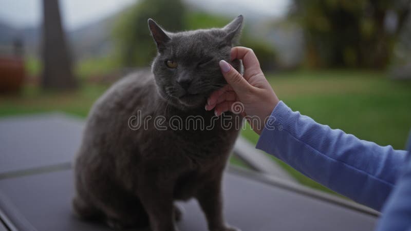 A Woman Pets a Content British Shorthair Cat on a Table Outdoors Stock ...