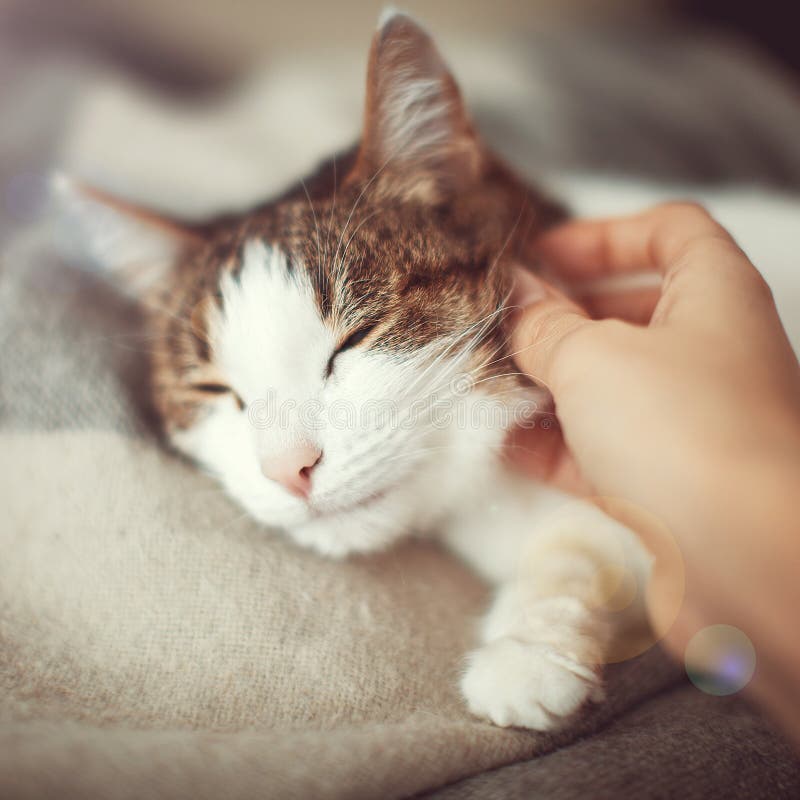 Woman petting a cat stock image. Image of funny, fluffy - 87814085 Woman petting a cat stock image. Image of funny, fluffy - 87814085