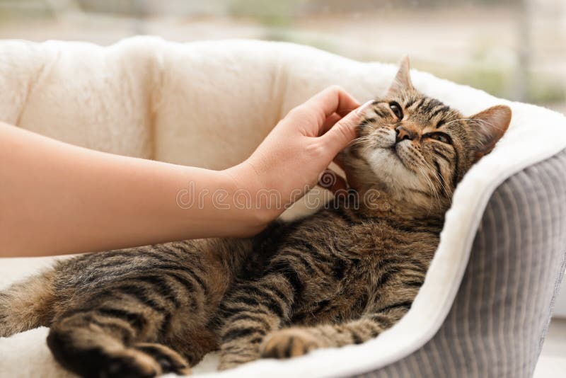 Woman Petting Cute Tabby Cat at Home. Lovely Pet Stock Image - Image of ... Woman Petting Cute Tabby Cat at Home. Lovely Pet Stock Image - Image of ...