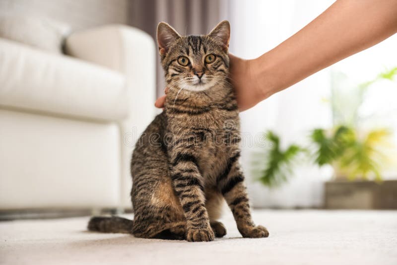 Woman Petting Cute Tabby Cat at Home Stock Photo - Image of happy ... Woman Petting Cute Tabby Cat at Home Stock Photo - Image of happy ...