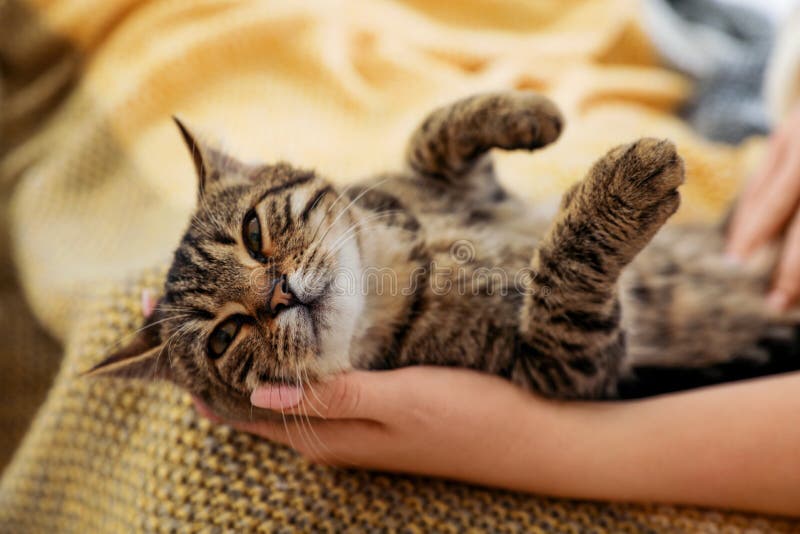 Woman Petting Cute Tabby Cat at Home Stock Photo - Image of beautiful ... Woman Petting Cute Tabby Cat at Home Stock Photo - Image of beautiful ...
