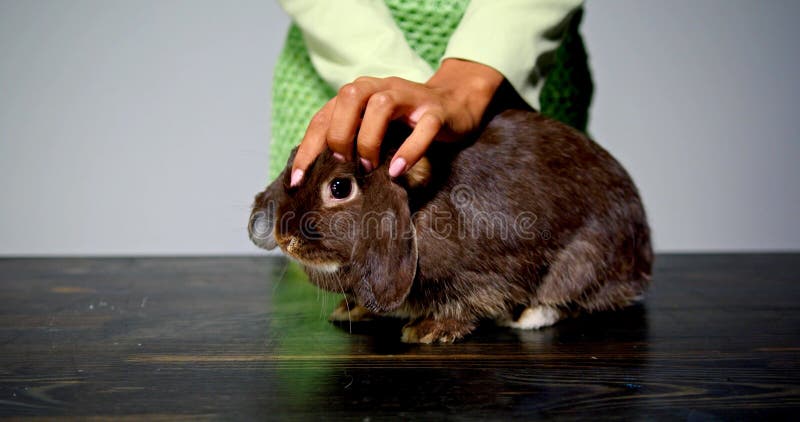 A Woman is Petting a Rabbit Stock Photo - Image of isolated, farm ...