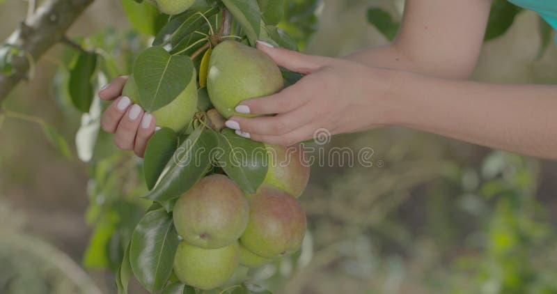 Woman Pick an Pears from the Tree. Stock Photo - Image of food ...