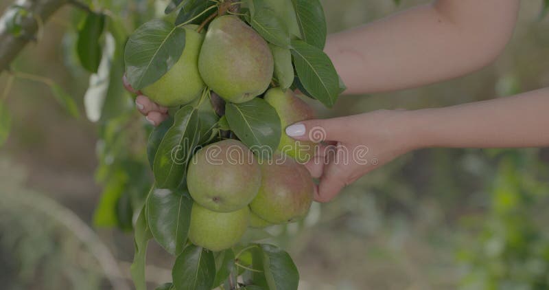 Woman Pick an Pears from the Tree. Stock Image - Image of branch, girl ...