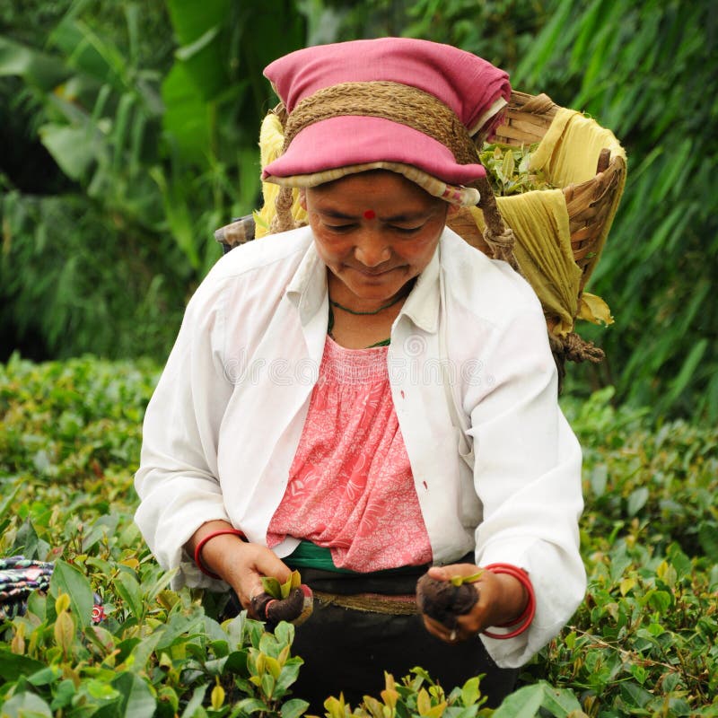 Darjeeling town, India editorial photo. Image of history - 12989611