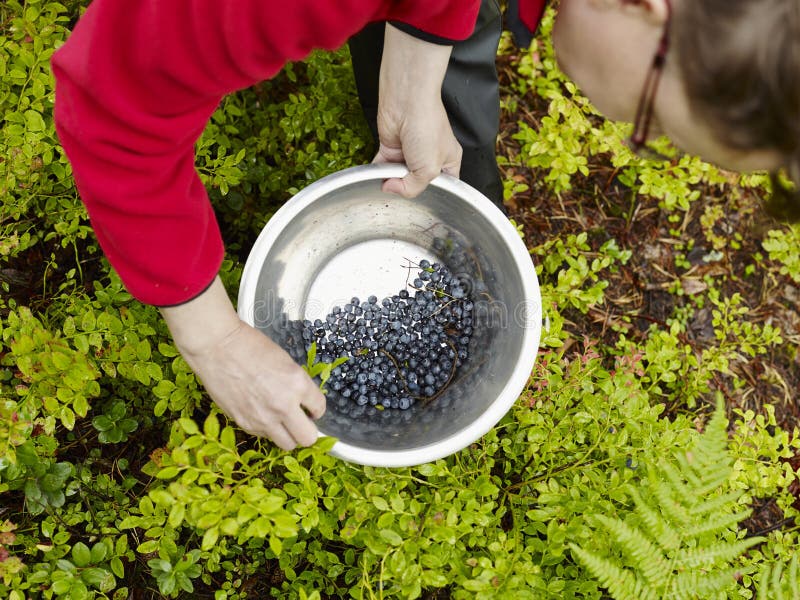 Pick Blueberries. a Woman Gathers Wild Blueberries in the Forest. Close ...