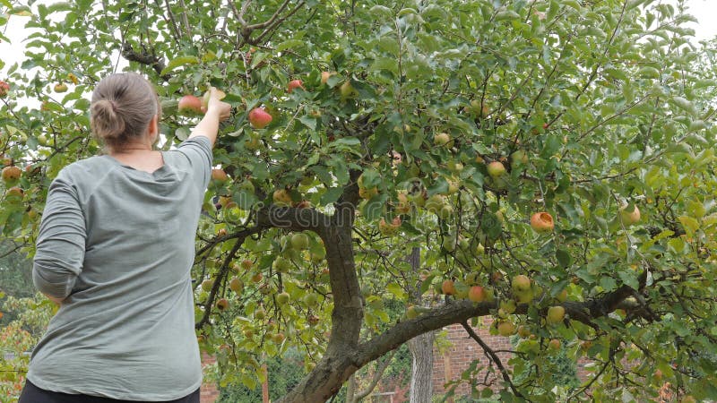 Woman is Picking Apple Straight from the Tree Stock Image - Image of ...