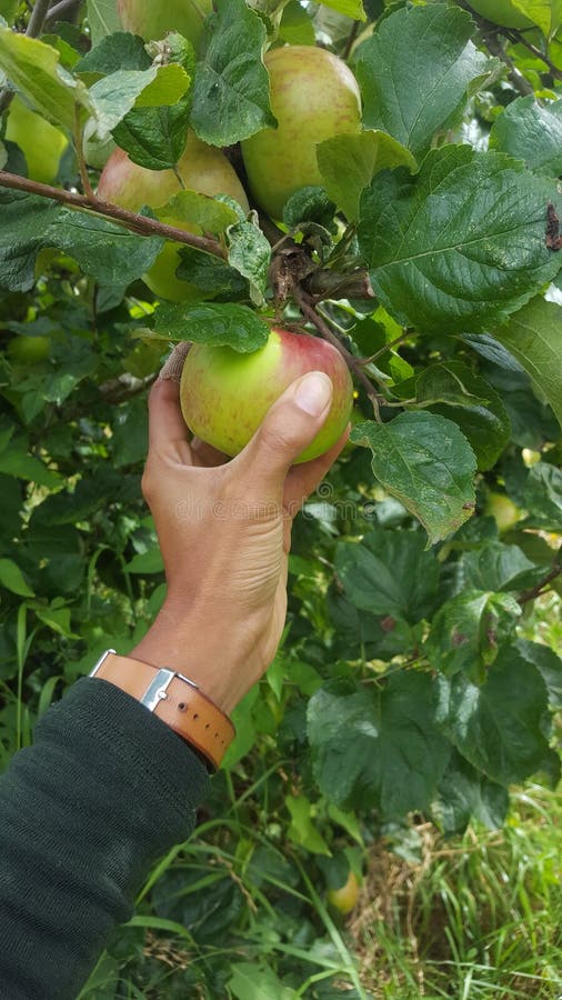 Person Picking an Apple from a Tree in an Orchard Stock Photo - Image ...