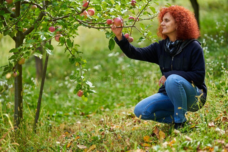 Woman picking apples stock photo. Image of orchard, style - 232125234