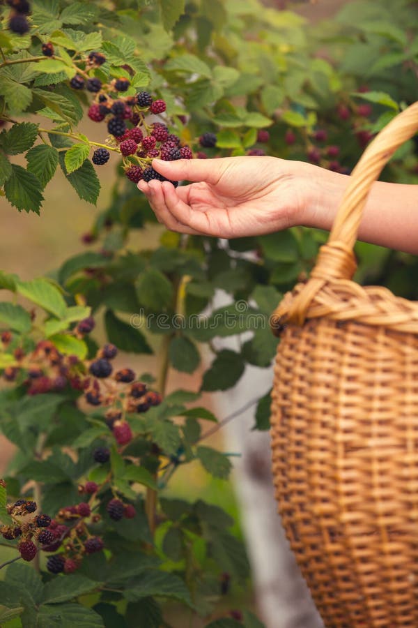 Woman Picking Blackberries on a Farm Stock Image - Image of snack ...