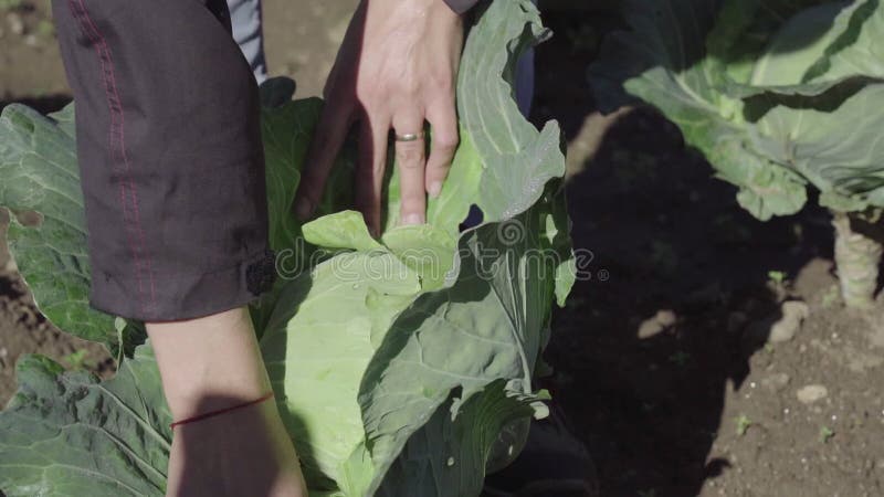 Woman Picking Cabbage stock footage. Video of harvesting - 274208180