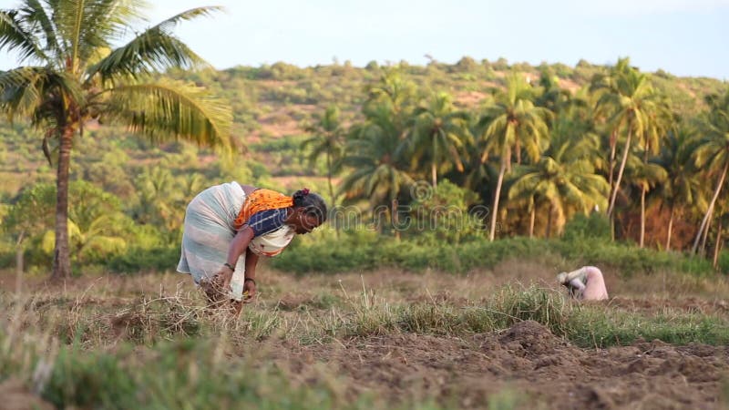 Woman Picking Dry Grass on an Open Field. Stock Video - Video of palm ...
