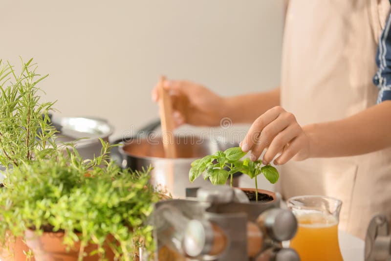 Woman Picking Fresh Basil while Cooking in Kitchen Stock Photo - Image ...