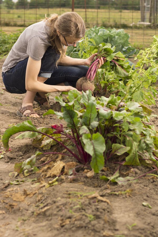 Woman Picking Fresh Beets from a Garden Stock Photo - Image of green ...