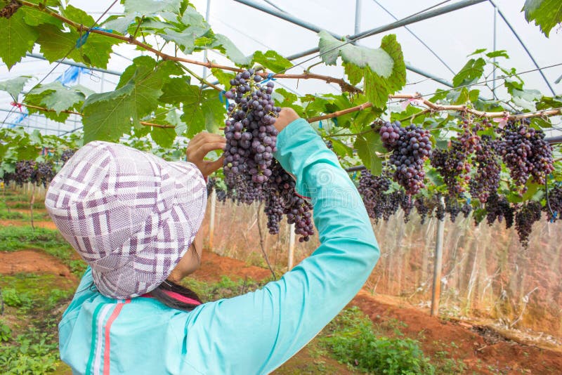 Woman picking grape editorial photo. Image of bunch, dark - 47156486