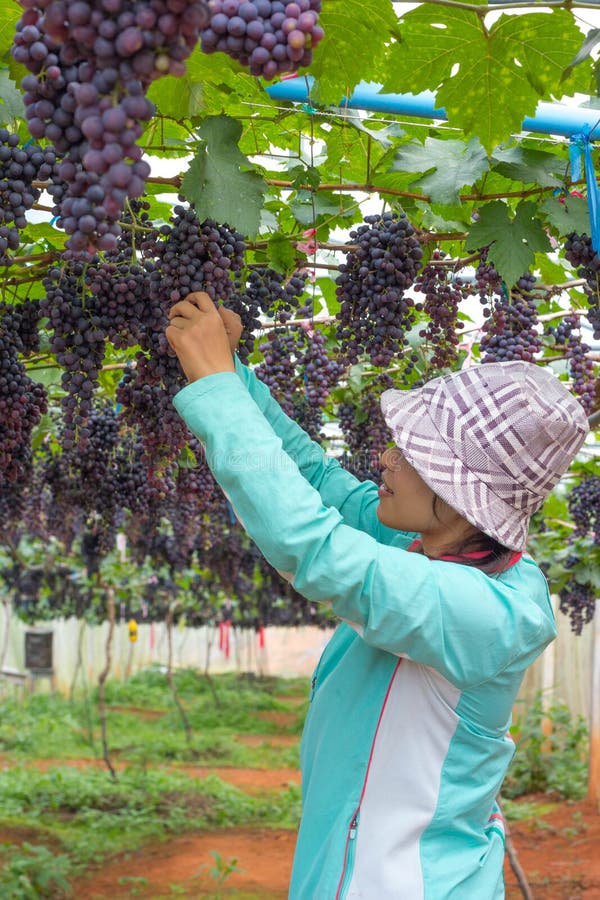Woman picking grape editorial stock image. Image of dessert - 47156574