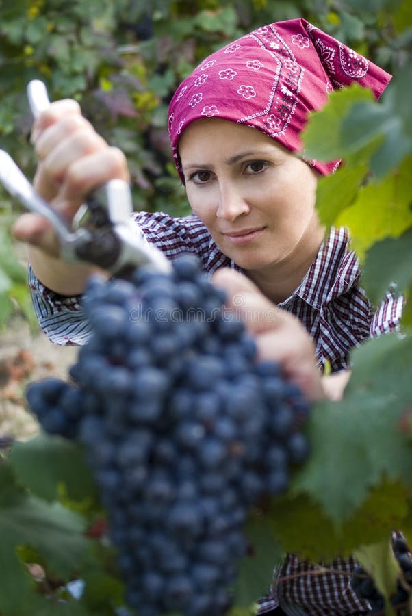 Grape picker stock image. Image of italian, closeup, fruit - 33910189