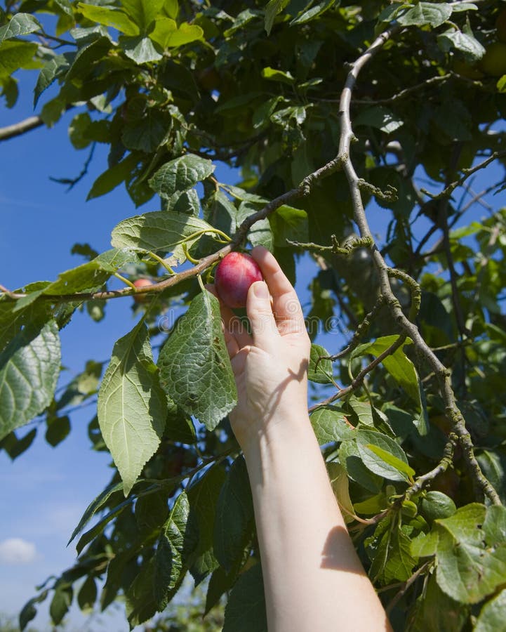 Woman picking a plum stock image. Image of fruits, plums - 3300253