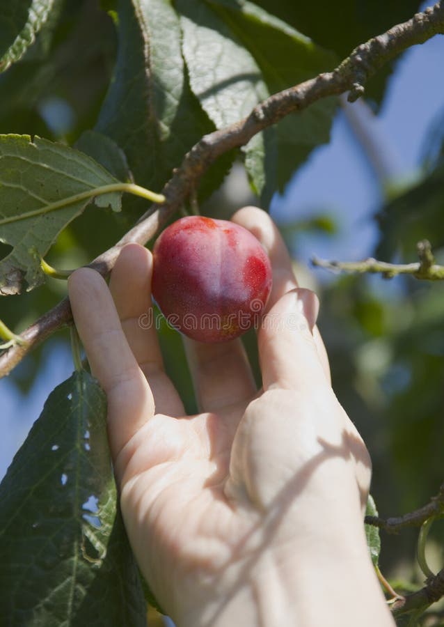 Woman picking a plum stock photo. Image of fruit, ripe - 3300428