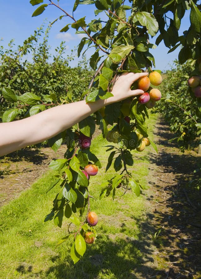 Woman picking a plum stock photo. Image of fruit, ripe - 3300428