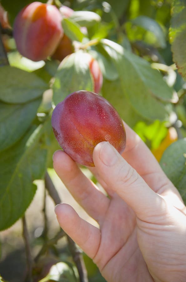 Woman picking a plum stock photo. Image of fruit, ripe - 3300428