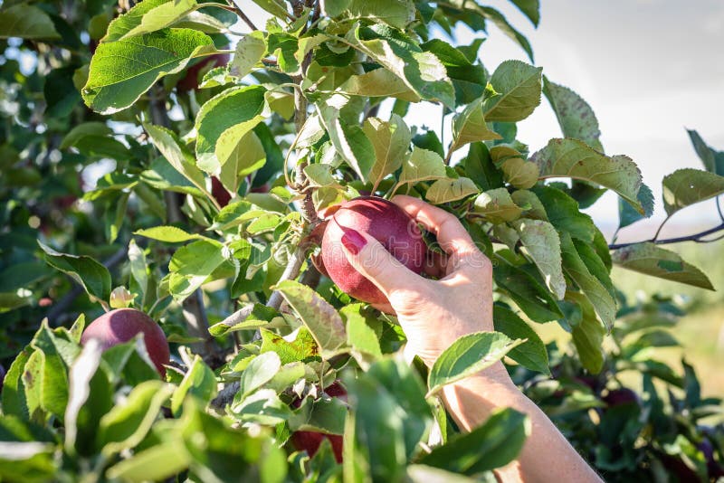 Woman Picking Red Apple from Tree in Fall Stock Image - Image of ...
