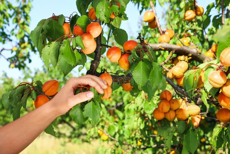 Woman Picking Ripe Apricot from Tree Outdoors Stock Image - Image of ...