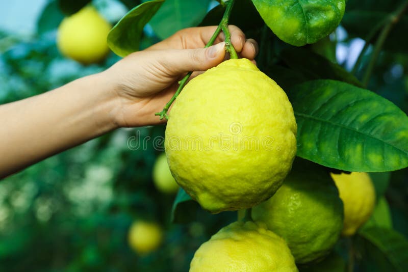 Woman Picking Ripe Lemon from Branch Outdoors, Closeup Stock Photo ...