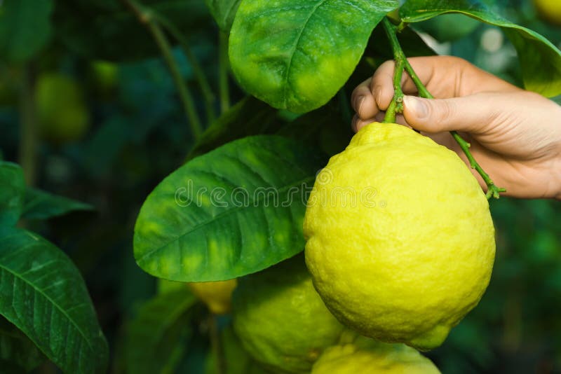 Woman Picking Ripe Lemon from Branch Outdoors, Closeup. Space for Text ...