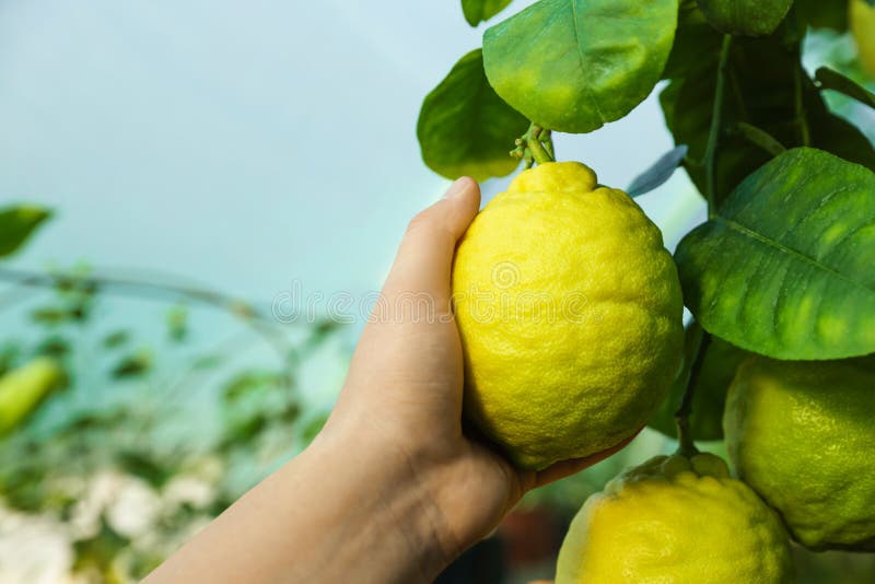 Woman Picking Ripe Lemon from Branch Outdoors, Closeup. Space for Text ...