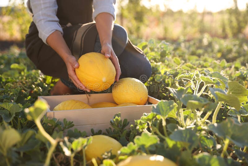 Woman Picking Ripe Melons into Crate in Field, Closeup Stock Image ...
