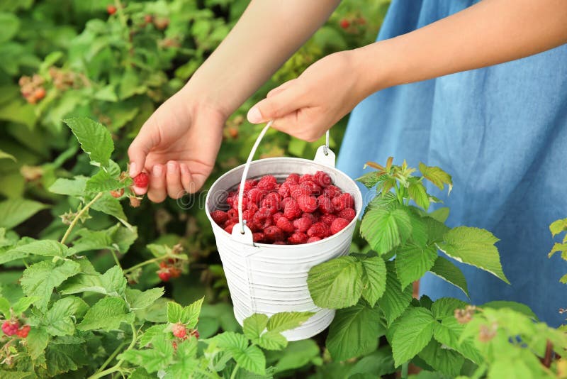 Woman Picking Ripe Raspberries in Garden Stock Photo - Image of holding ...