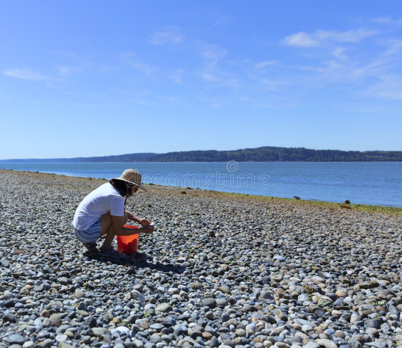 Woman Picking Seashells at the Ocean during Low Tide Stock Image ...