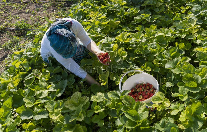 People Picking Strawberry In Garden - Harvest Strawberries On A Field ...