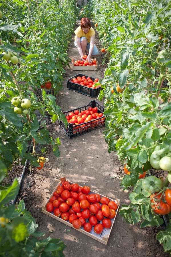 Woman picking tomatoes stock image. Image of adult, occupation - 20326179