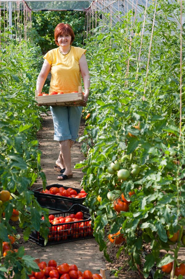 Woman picking tomatoes stock photo. Image of crop, healthy - 29242730