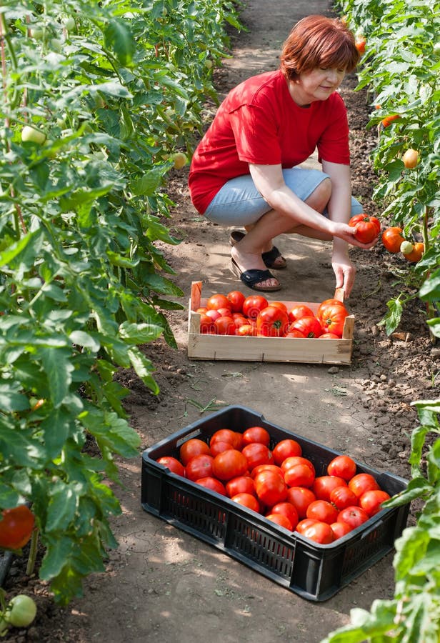Woman picking tomatoes stock image. Image of healthy - 29249277