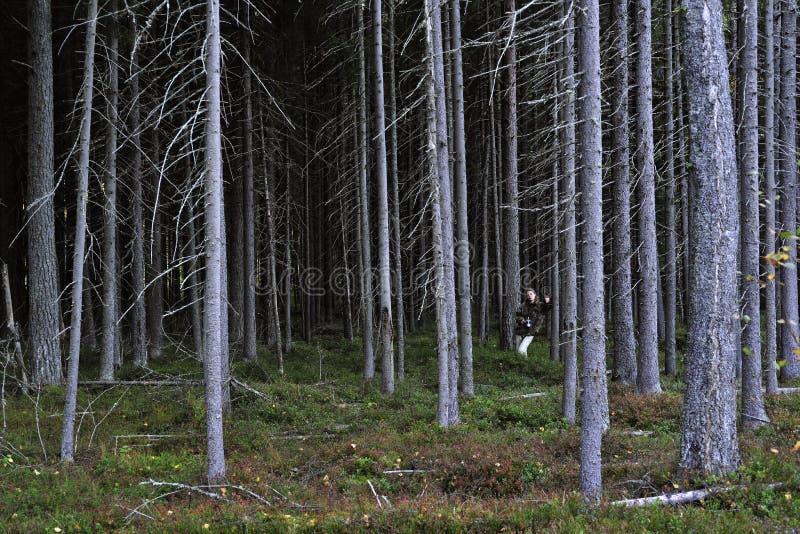 Pine Thicket. Forest Thicket, Pine Trees in the Forest. Saint ...