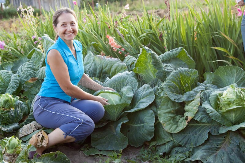 Woman in plant of cabbage stock image. Image of plant - 20974065