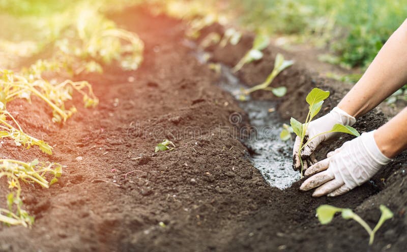 Woman Planting Cabbage Seedlings in a Field Stock Image - Image of life ...