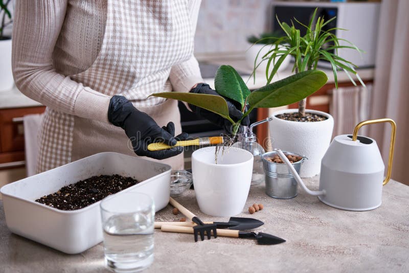 Woman Planting Ficus Elastica Rooted Cutting at Home Stock Photo ...