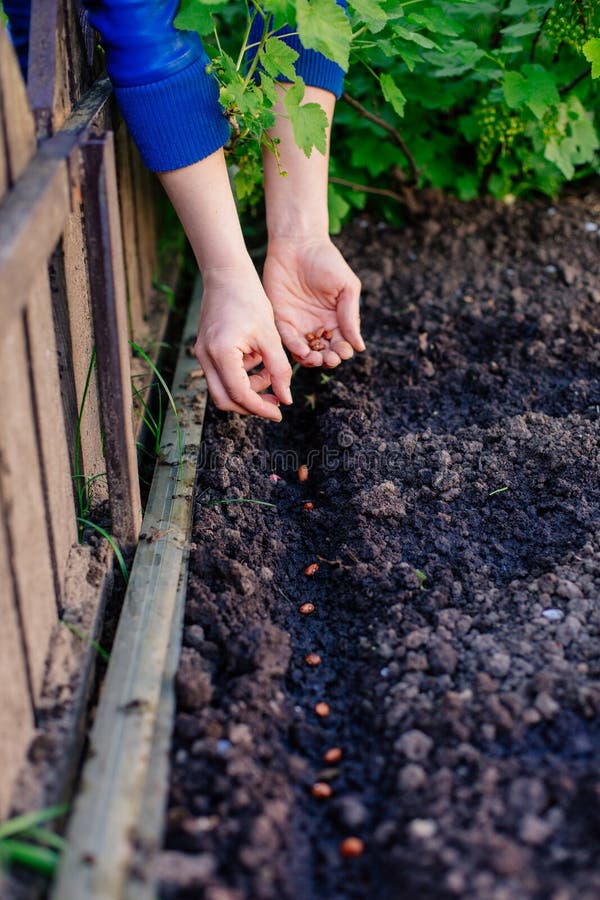 Planting seeds stock photo. Image of cultivated, nature - 69648080