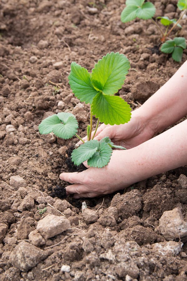 Woman Planting Strawberry Sprouts Stock Image - Image of summer ...
