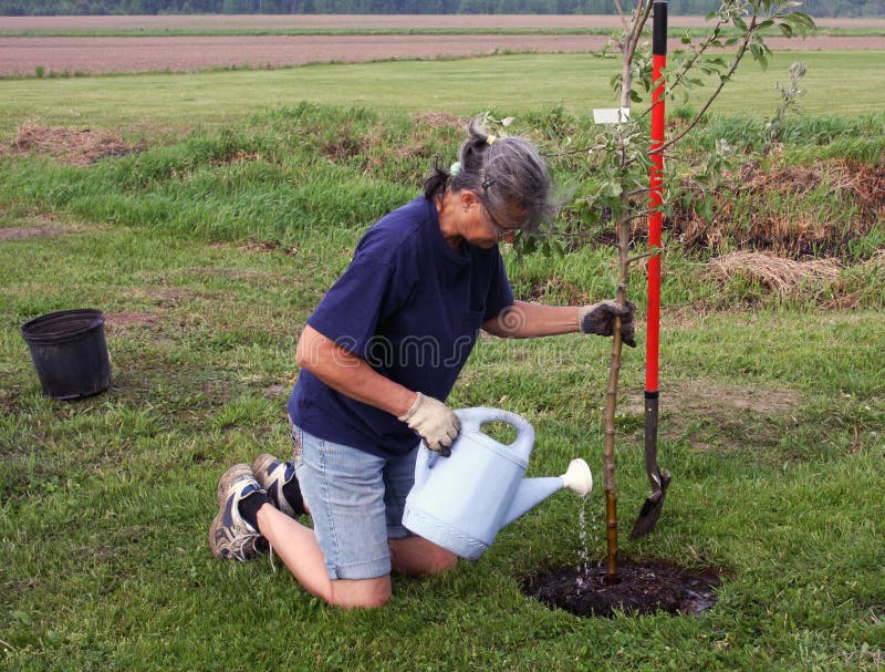 Woman planting a tree stock photo. Image of growing, watering - 24876324