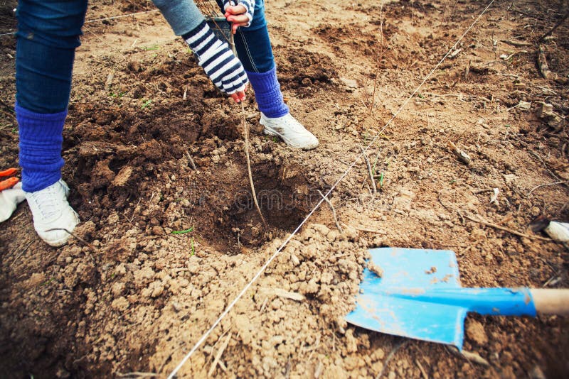 Woman planting a tree stock photo. Image of digging, planting - 34742592