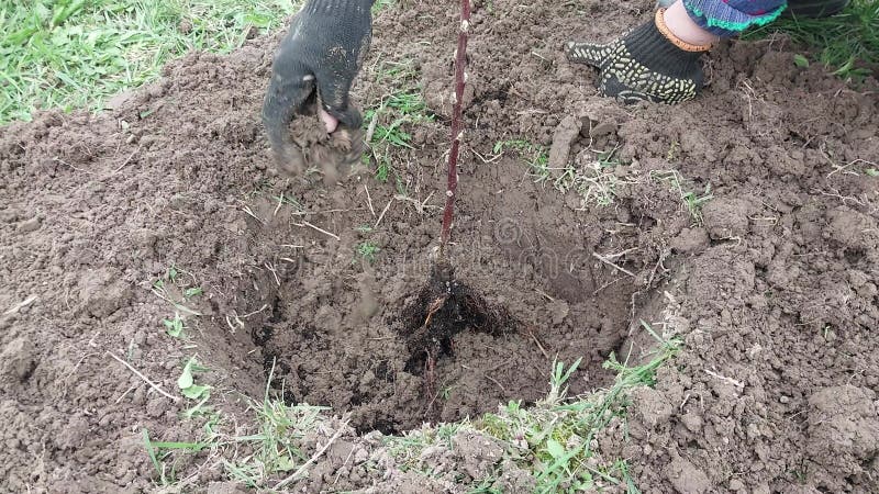 Woman Planting Tree Seedlings in the Ground Stock Video - Video of ...