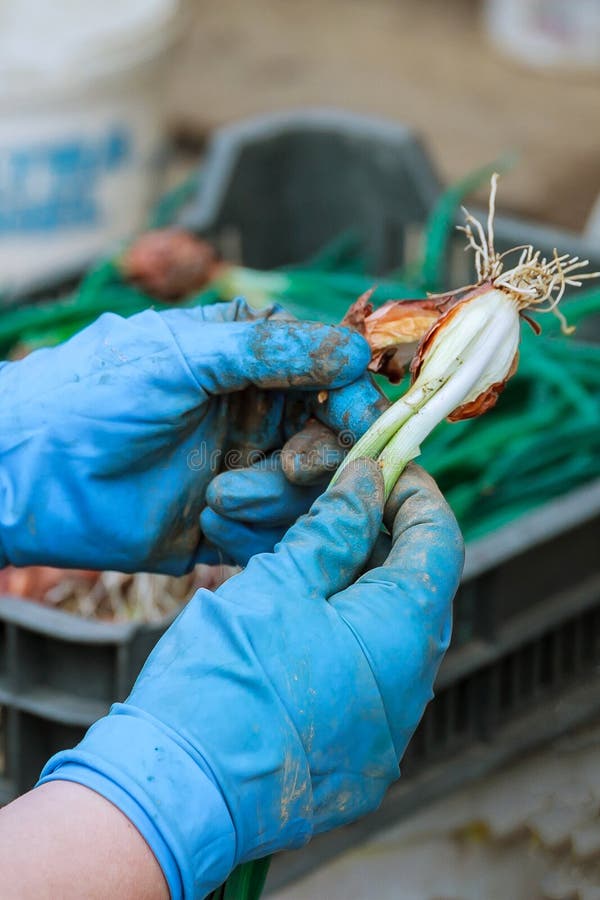 Woman Preparing Organic Spring Onions for Market. Stock Photo - Image ...